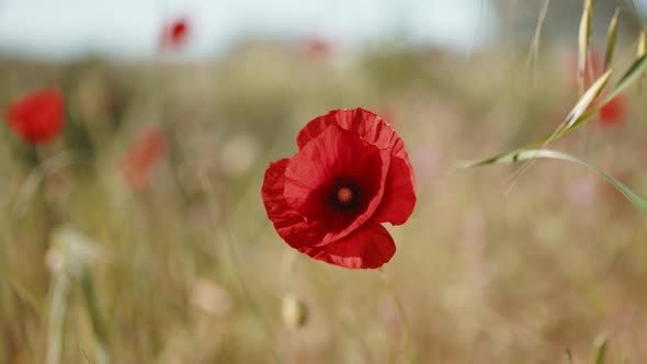 Poppy Alone in the Field, Stock Footage | VideoHive