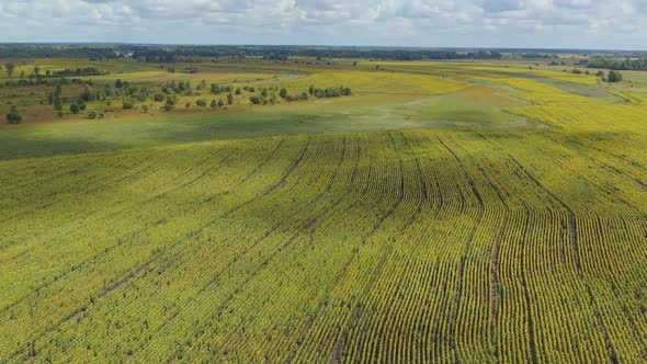 Farm field. Aerial view Organic farming Agricultural., Stock Footage