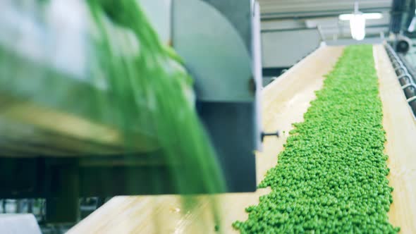 Peas Are Getting Transported By Factory Conveyors, Stock Footage ...