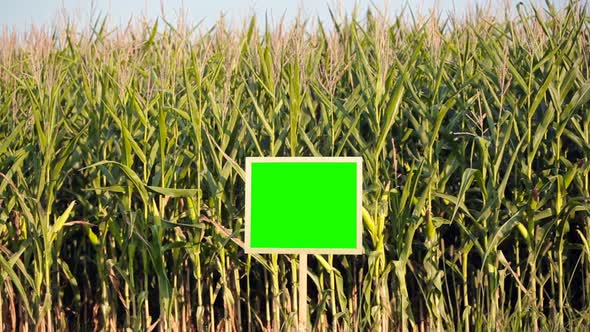 Growing corn in the field. Green Screen., Stock Footage | VideoHive
