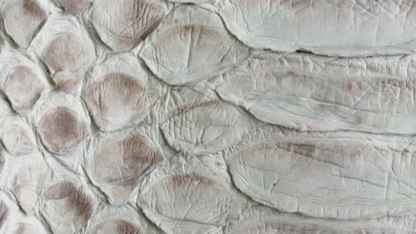 White Snake Leather Closeup Production of Handmade Accessories Made of ...
