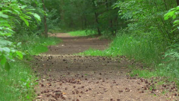 Forest & Path 4K, Stock Footage | VideoHive