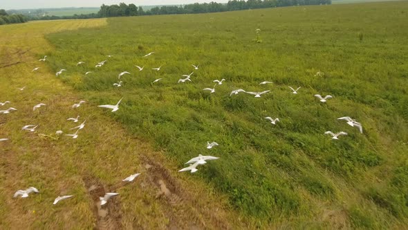 Birds Fly Over the Field, Stock Footage | VideoHive
