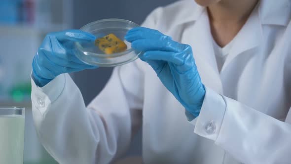 Food Expert Inspecting Cheese Sample, Good Quality Product, Laboratory ...