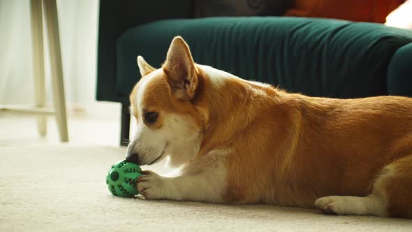 Corgi Playing with Ball on Floor Closeup, Stock Footage | VideoHive