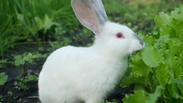 White Rabbit Washes, Stock Footage | VideoHive