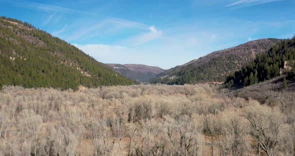 Barren trees in mountains of Colorado with drone shoting in., Stock Footage