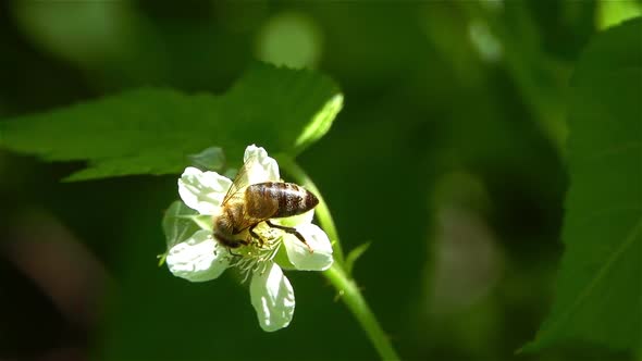 Bee Pollinates Flowers Raspberries 3, Stock Footage | VideoHive