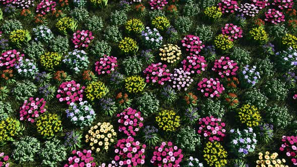 Flowers Top View, Motion Graphics | VideoHive
