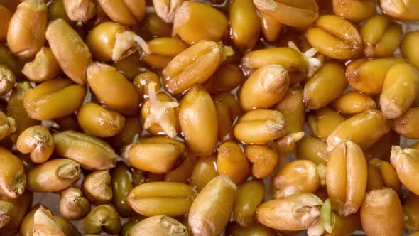 Wheat Germination Process in Time Lapse Macro Shooting Life Start ...