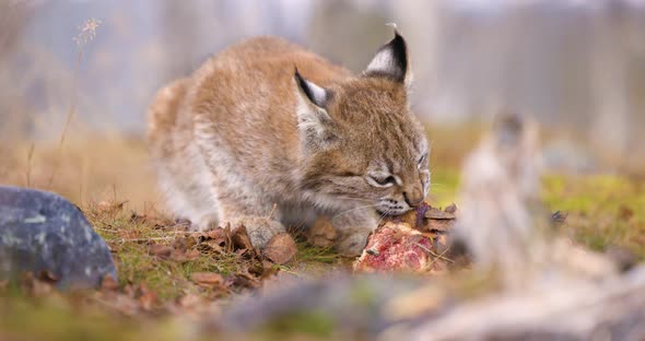 Close-up of a Beautiful Eurasian Lynx Cub Eating Meat in the Forest ...