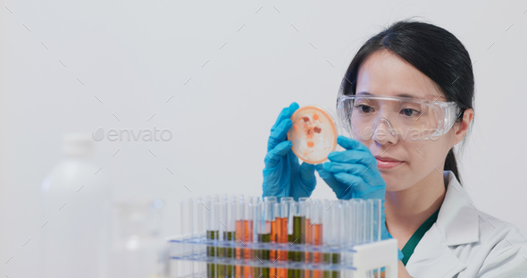 Scientist making observation at petri dish Stock Photo by leungchopan