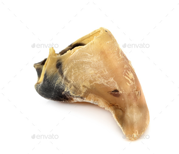 calf hoof in studio Stock Photo by cynoclub | PhotoDune