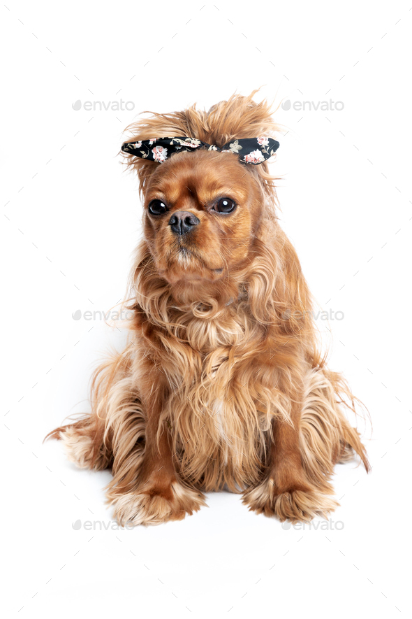 Funny dog with messy hair Stock Photo by fotyma | PhotoDune