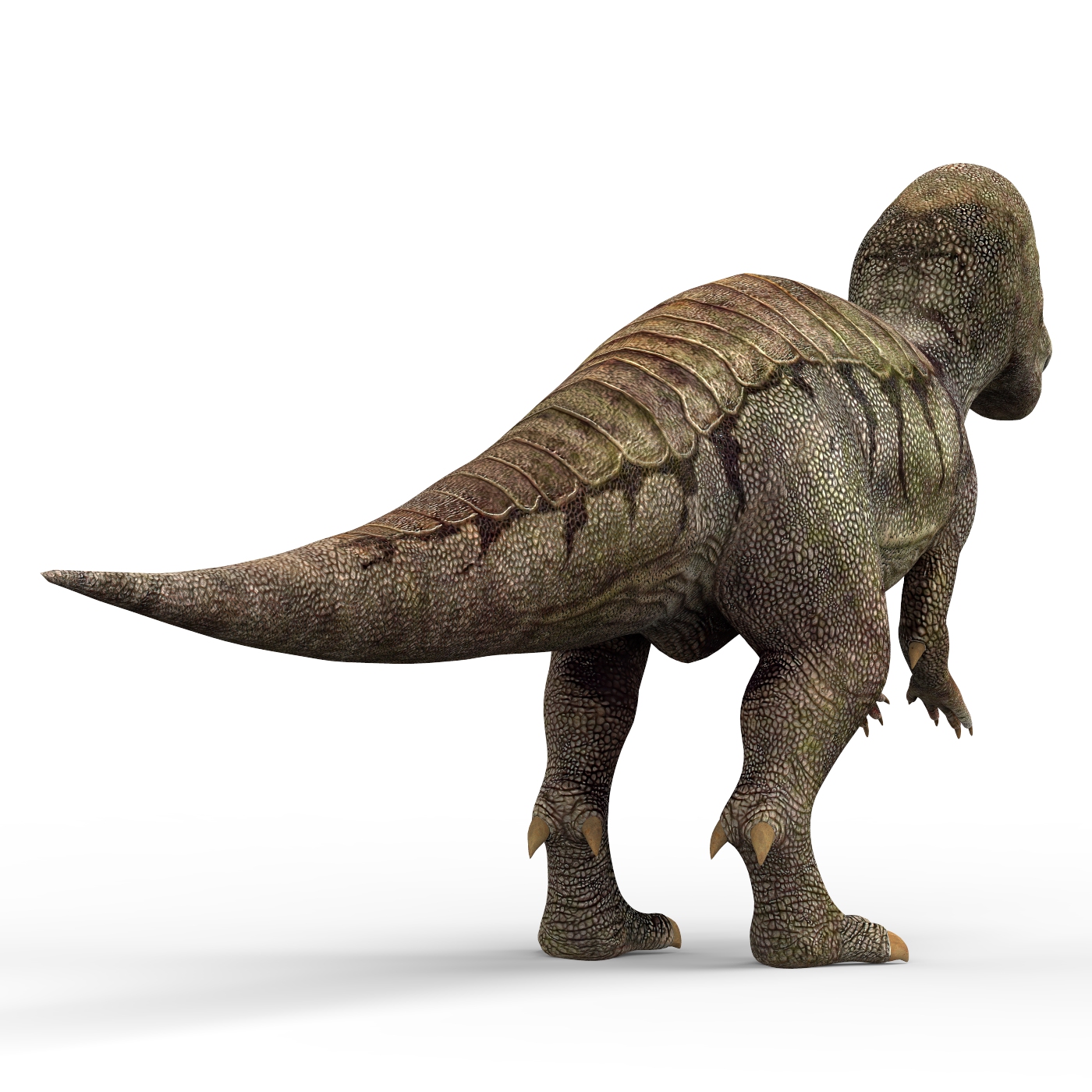 Pachycephalosaurus Dinosaur by cgsea | 3DOcean