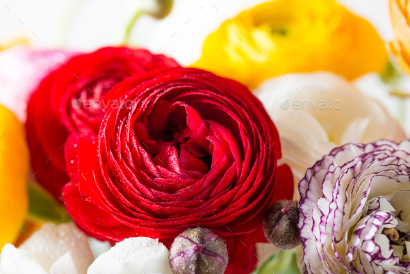 Ranunculus Buttercup Flowers of different colours Stock Photo by Manuta
