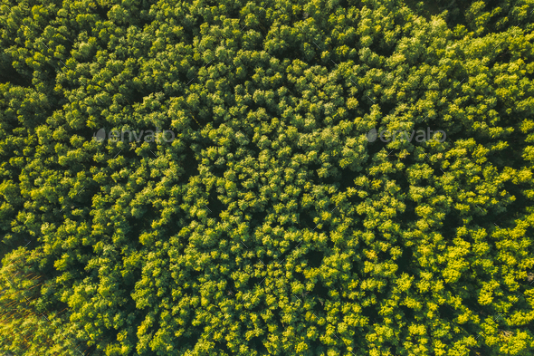 Aerial View Of Green Forest Landscape. Top View From High Attitude In ...