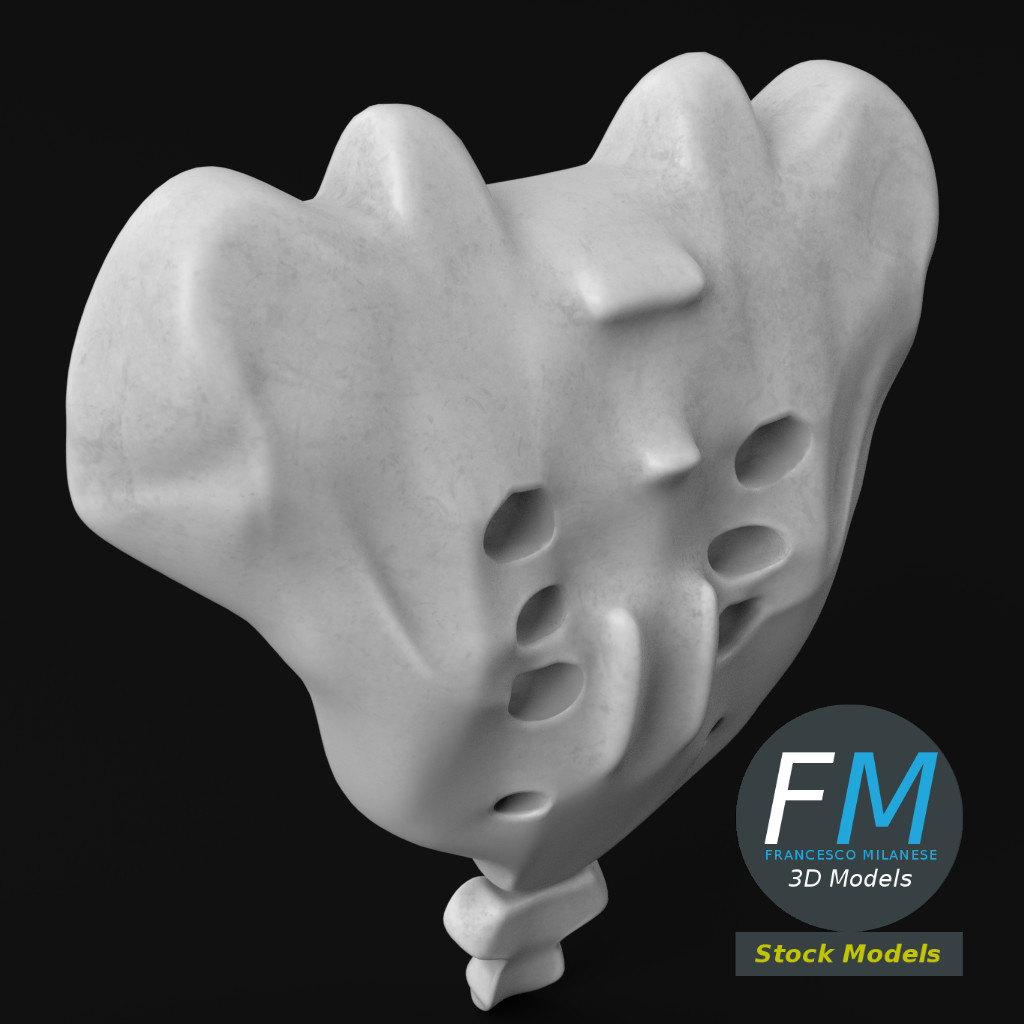Anatomy - Sacrum and Coccyx by FrancescoMilanese85 | 3DOcean