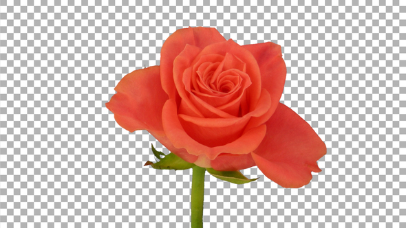 Time-lapse of opening Amsterdam rose with ALPHA channel, Stock Footage