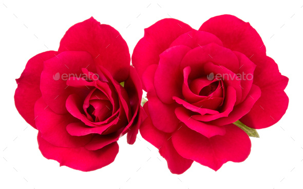 two red rose flowers isolated on white background cutout Stock Photo by ...