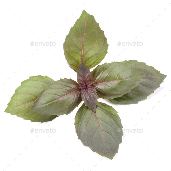 Red basil herb leaves isolated on white background. Dark opal basil ...