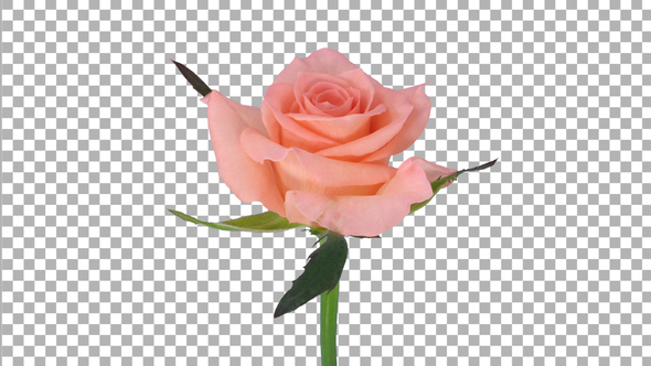 Time-lapse of opening pink Dream rose with ALPHA channel, Stock Footage