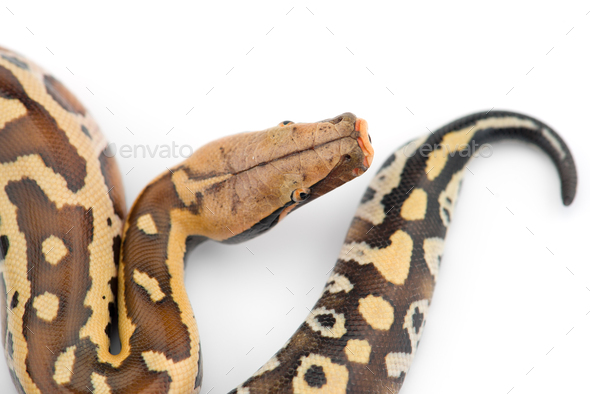 Sumatran Short Tail Python isolated on white background Stock Photo by ...