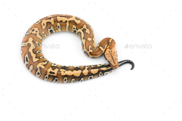Sumatran Short Tail Python isolated on white background Stock Photo by ...