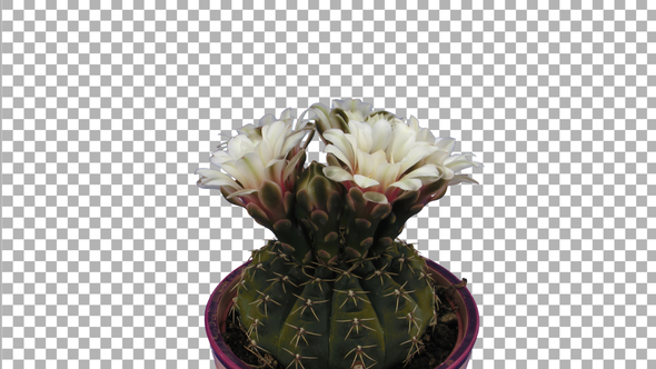 Time-lapse of blooming white cactus buds with ALPHA channel, Stock Footage
