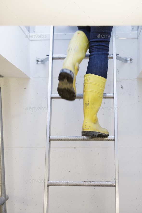 Low section of person wearing boots while moving up ladder Stock Photo ...