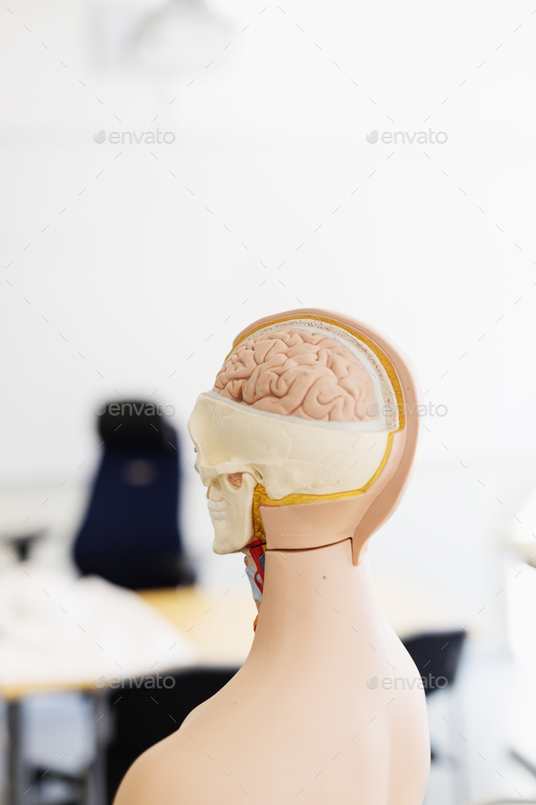 Anatomical model in classroom Stock Photo by astrakanimages | PhotoDune