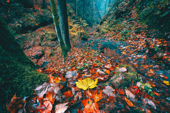 Hiking path trail through the beautiful autumn mysterious forest in ...