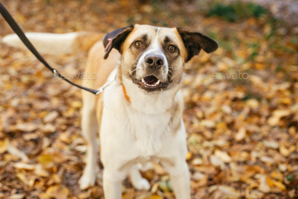 Mixed breed yellow brown dog. Sweet dog in shelter with sad eyes Stock ...