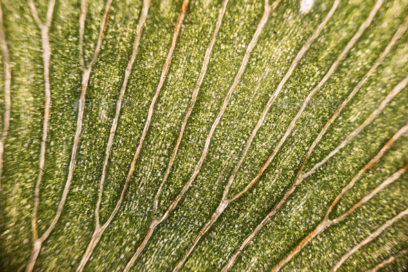 Leaf cells under microscope. micrograph, leaf under a microscope Stock ...
