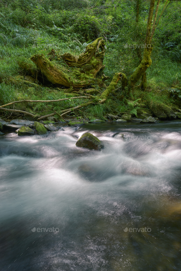 Moss covered tree trunks slowly decompose on the bank of a river Stock ...