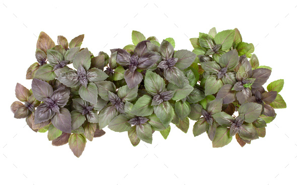 Varieties of basil border arrangement isolated on white background ...
