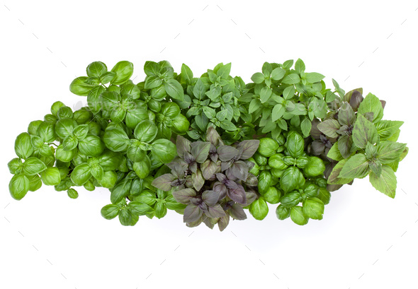 Varieties of basil border arrangement isolated on white background ...