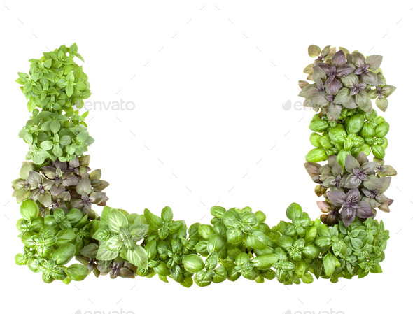 Varieties of basil border arrangement isolated on white background ...