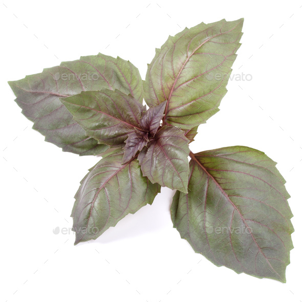 Red basil herb leaves isolated on white background. Dark opal basil ...