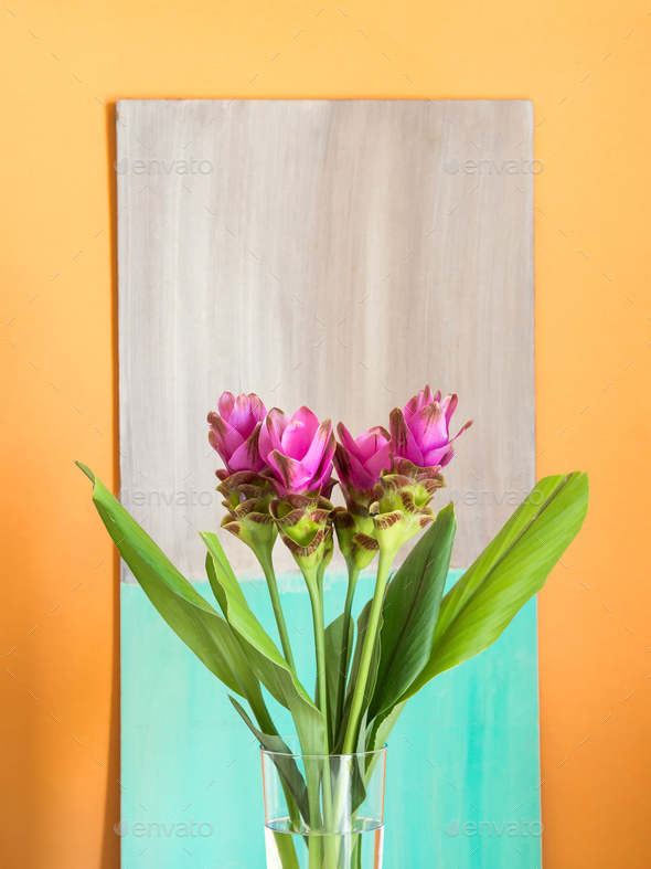 Purple turmeric flowers on orange background Stock Photo by tenkende