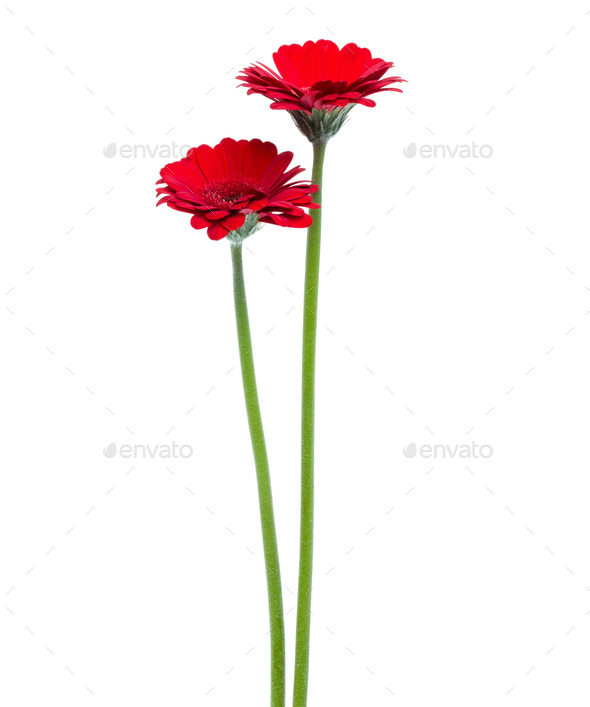 two Vertical red gerbera flowers with long stem isolated on white ...