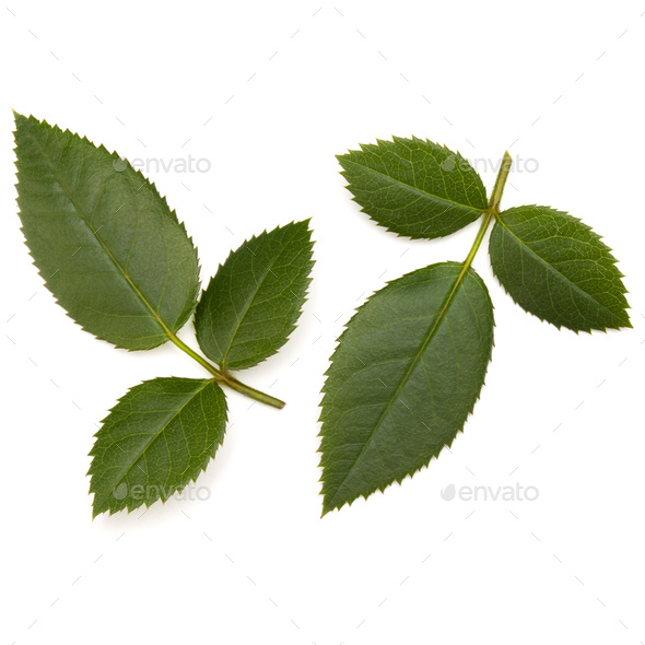 Green rose leaf isolated on white background cutout Stock Photo by natika