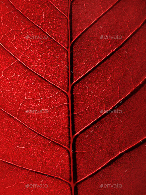 red leaf texture Stock Photo by didesign | PhotoDune