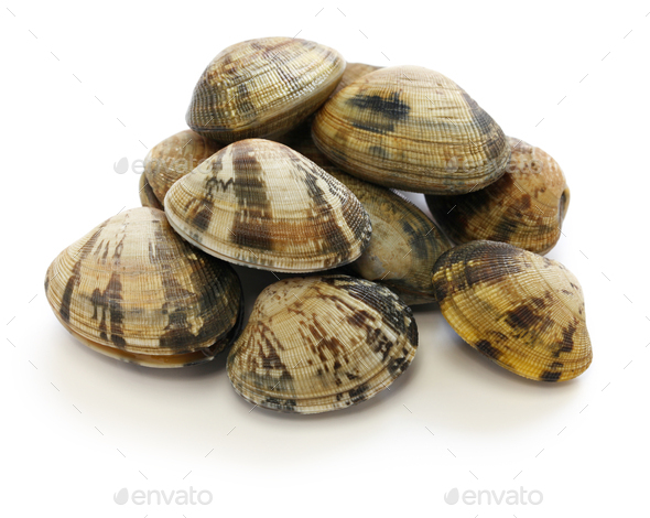 asari clams, It’s a kind of clam that’s popular in Japan. Stock Photo ...