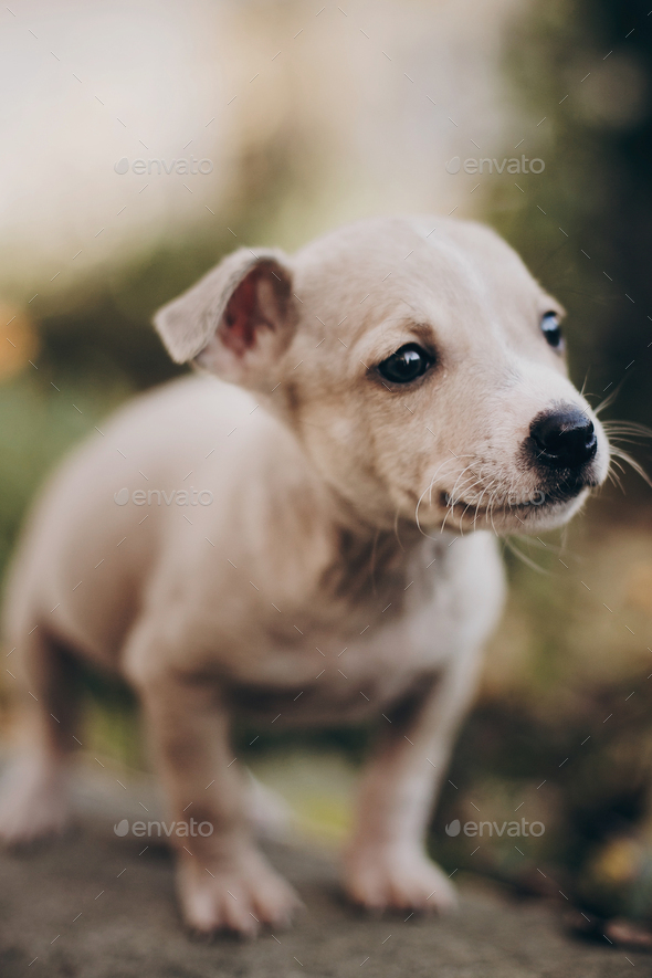 Scared homeless staff terrier beige puppy playing in city street Stock ...