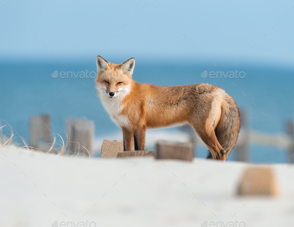 Red Fox on the Beach Stock Photo by harrycollinsphotography | PhotoDune