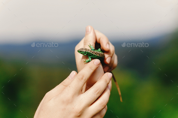 Man holding green lizard in his hand in summer mountains Stock Photo by ...