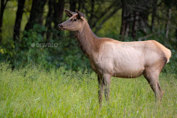 Cow Elk Stock Photo by mattcuda | PhotoDune