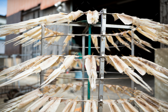 Hanging of squid at outdoor Stock Photo by leungchopan | PhotoDune