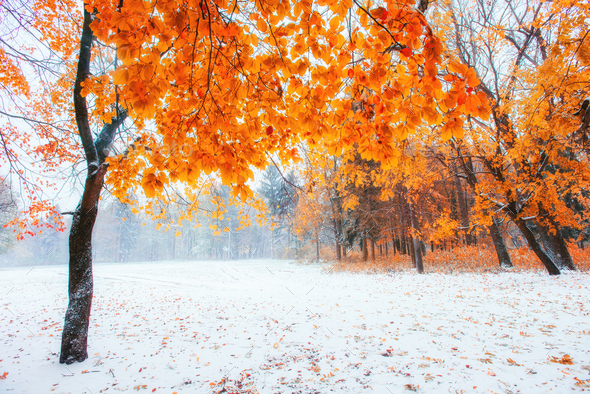 October mountain beech forest with first winter snow Stock Photo by ...